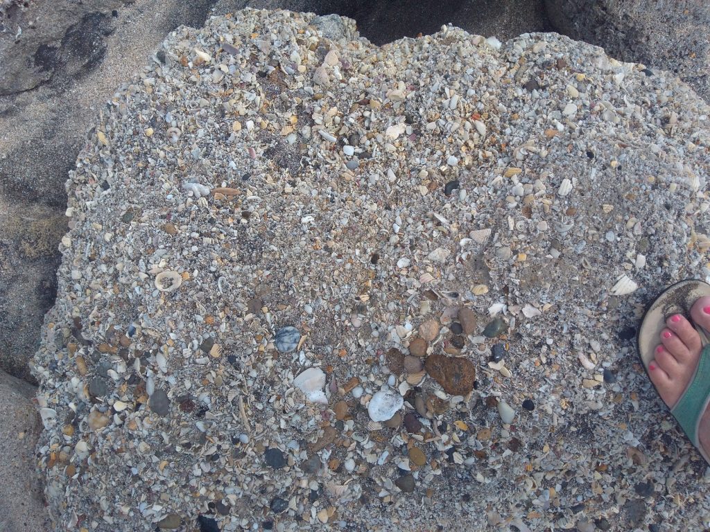 a rock made of shells – Calder Escapes